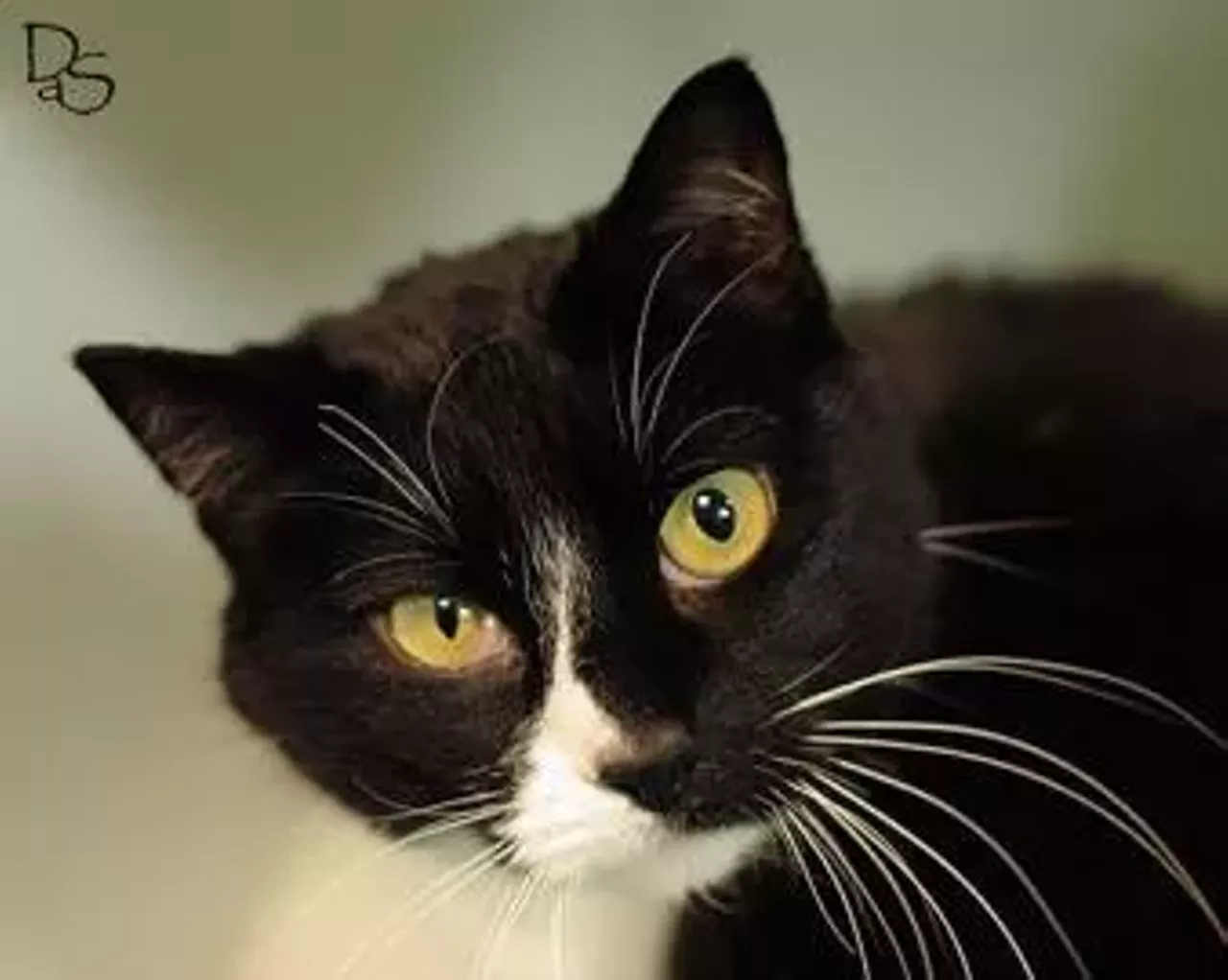 15 of the Cutest Animals Currently Up for Adoption at Cleveland Animal ...