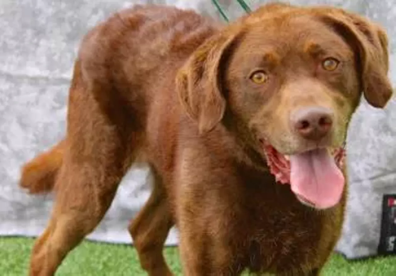 15 of the Cutest Animals Currently Up for Adoption at Cleveland Animal ...