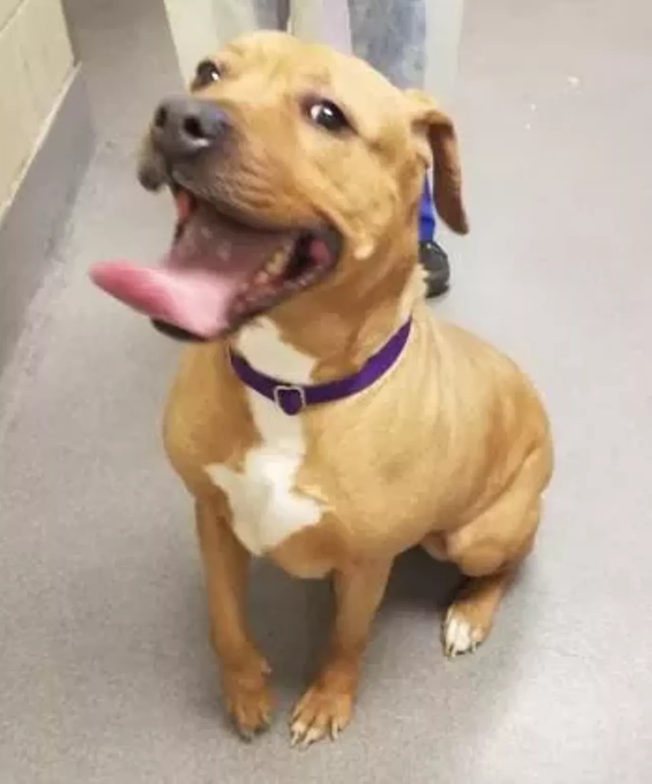 17 Cute Dogs Available To Adopt Now in Cleveland | Cleveland ...