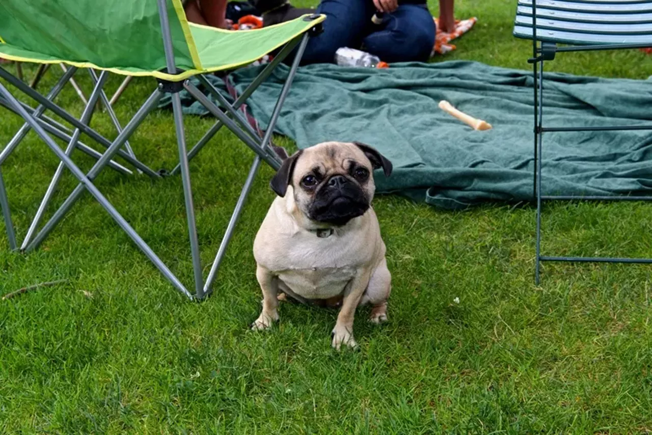 20 Fun Photos from Wade Oval Wednesday at University Circle | Cleveland ...