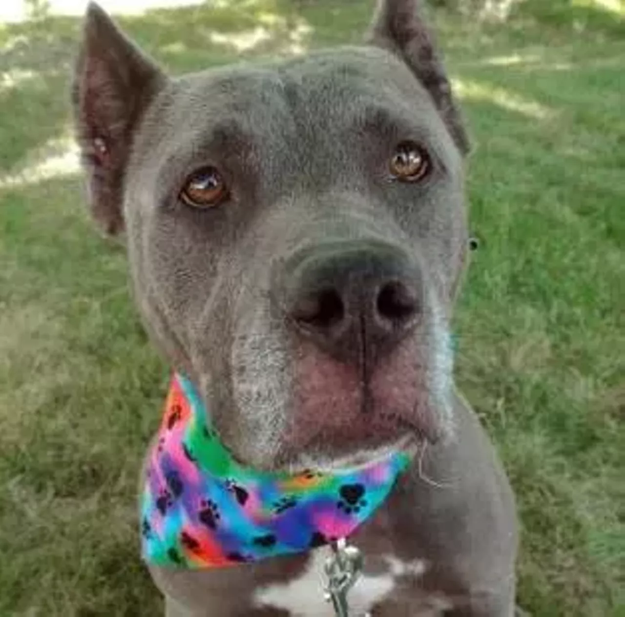 29 Adorable Dogs Waiting at the Cleveland APL and County Shelter for ...