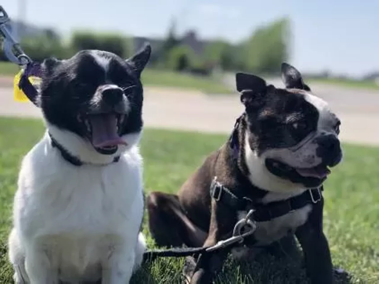 34 Adorable Ohio Dogs You'll Want to Adopt Today at Woofstock ...