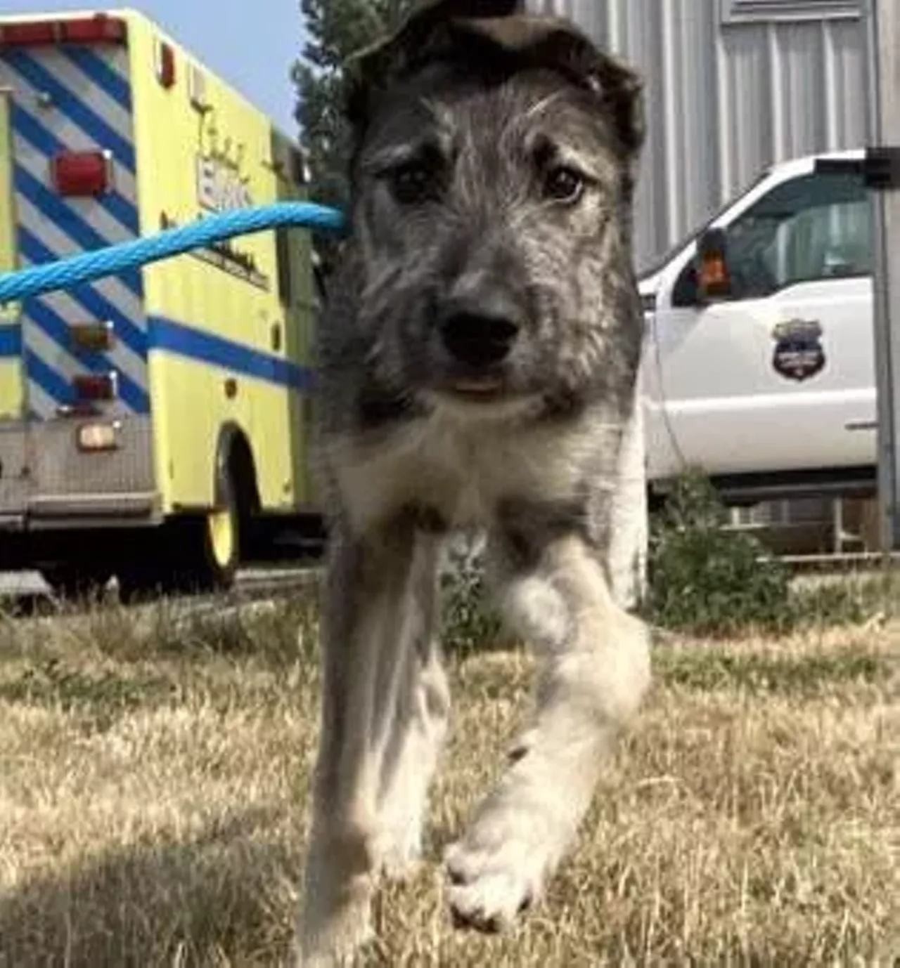 64 Adoptable Dogs Waiting At The County Shelter And Cleveland APL For ...