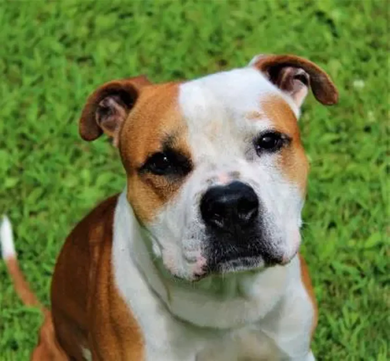 64 Adoptable Dogs Waiting At The County Shelter And Cleveland APL For ...