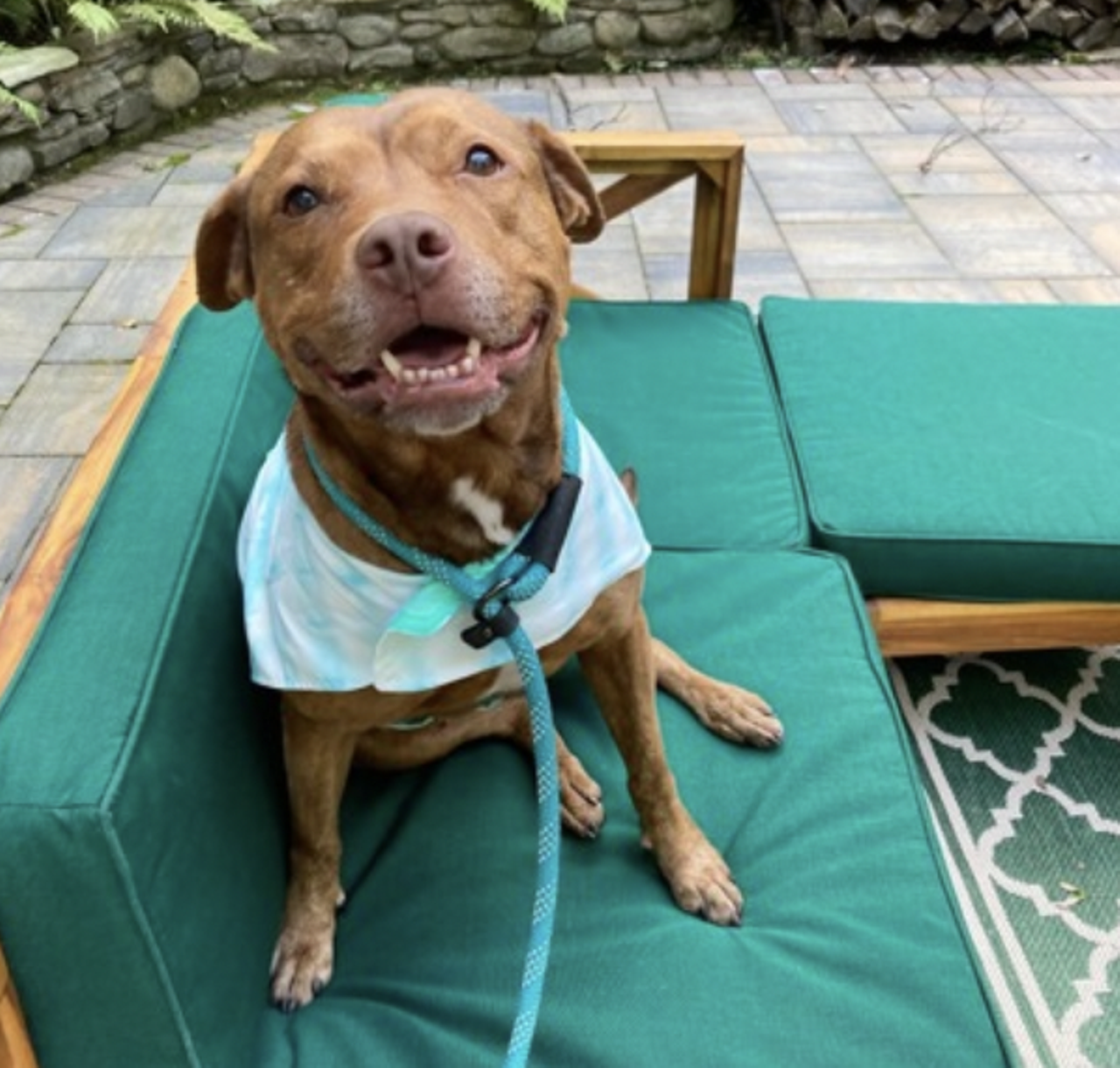 All the Pups Up for Adoption Through City Dogs Cleveland, Which Is Over ...