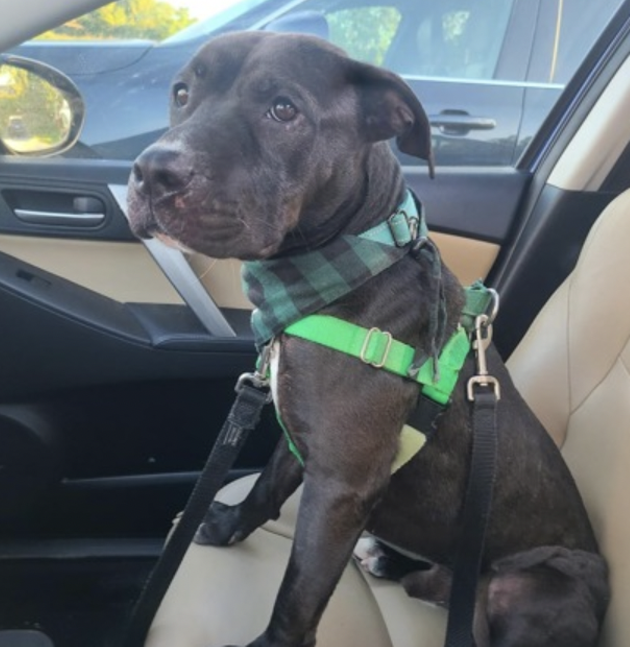 All the Pups Up for Adoption Through City Dogs Cleveland, Which Is Over ...