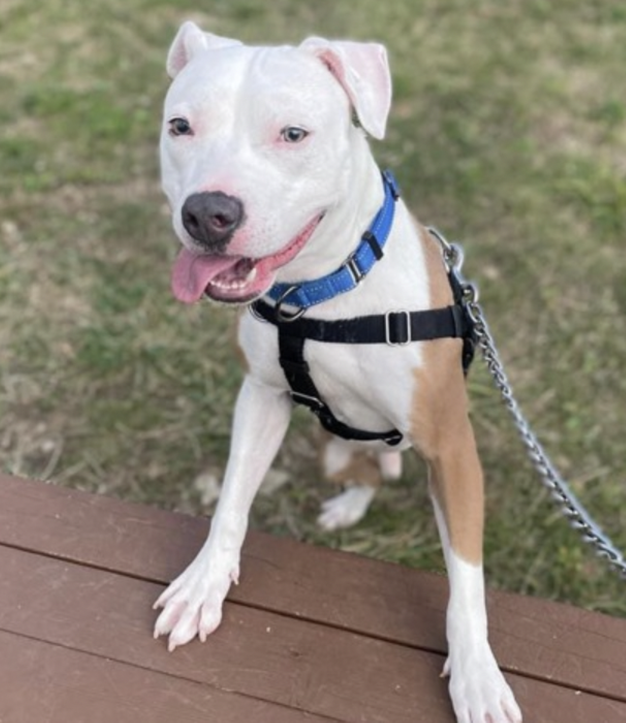 All the Pups Up for Adoption Through City Dogs Cleveland, Which Is Over ...