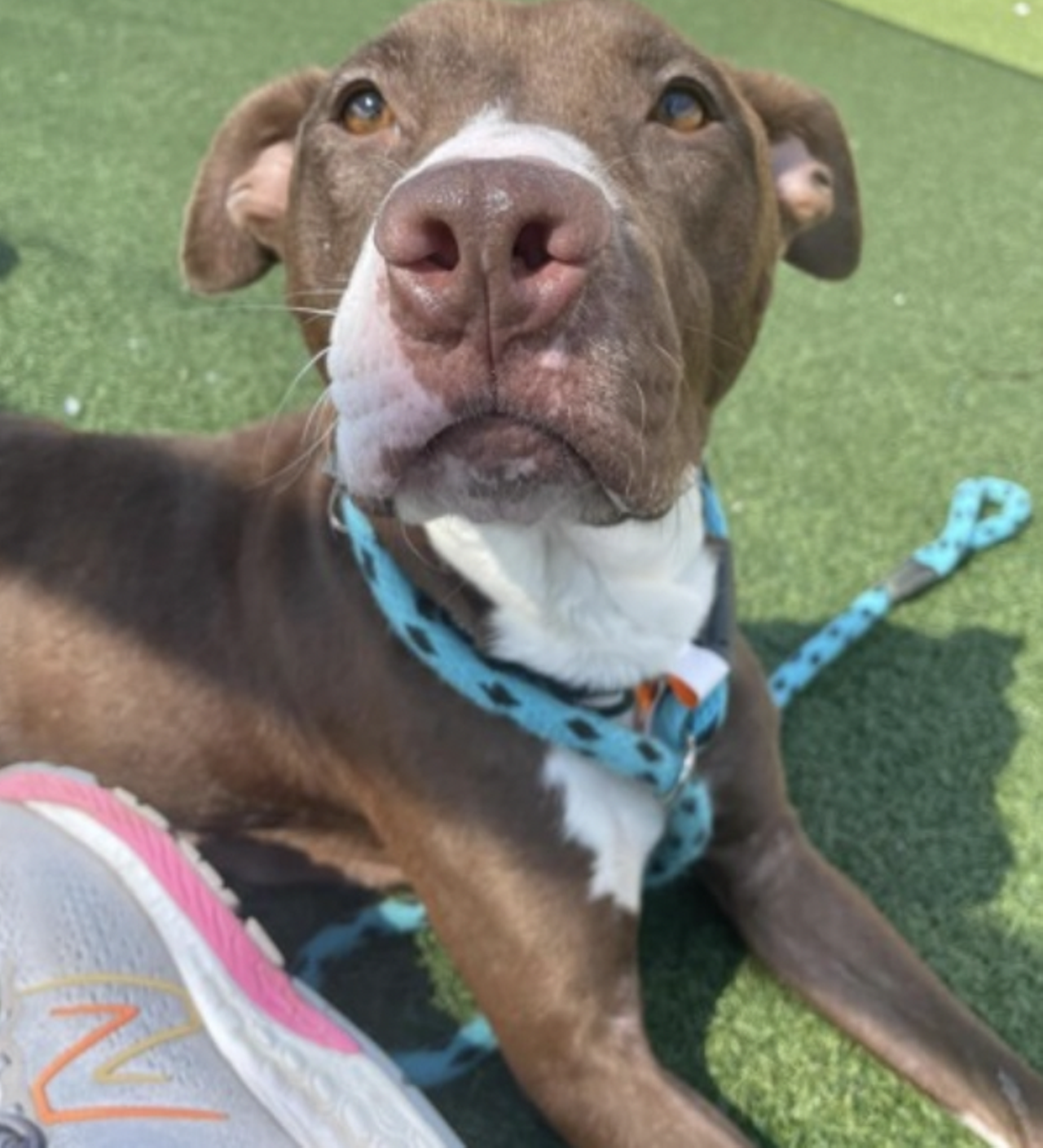 All the Pups Up for Adoption Through City Dogs Cleveland, Which Is Over ...