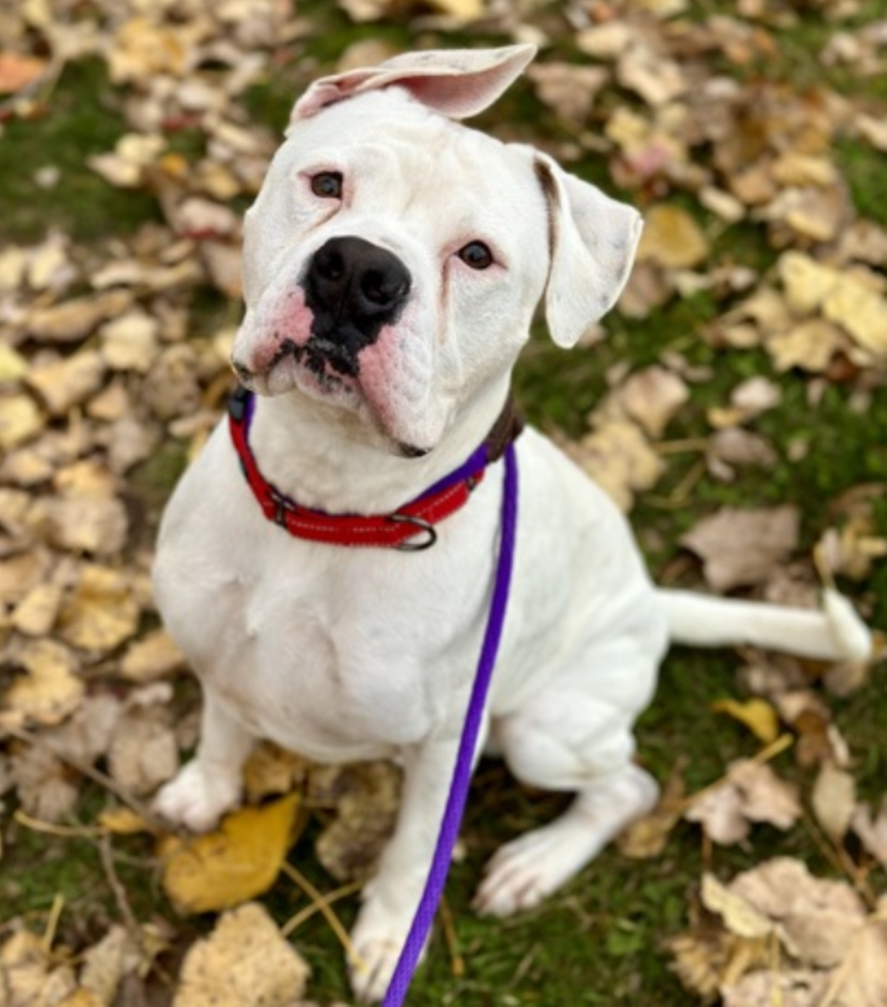 All the Pups Up for Adoption Through City Dogs Cleveland, Which Is Over ...