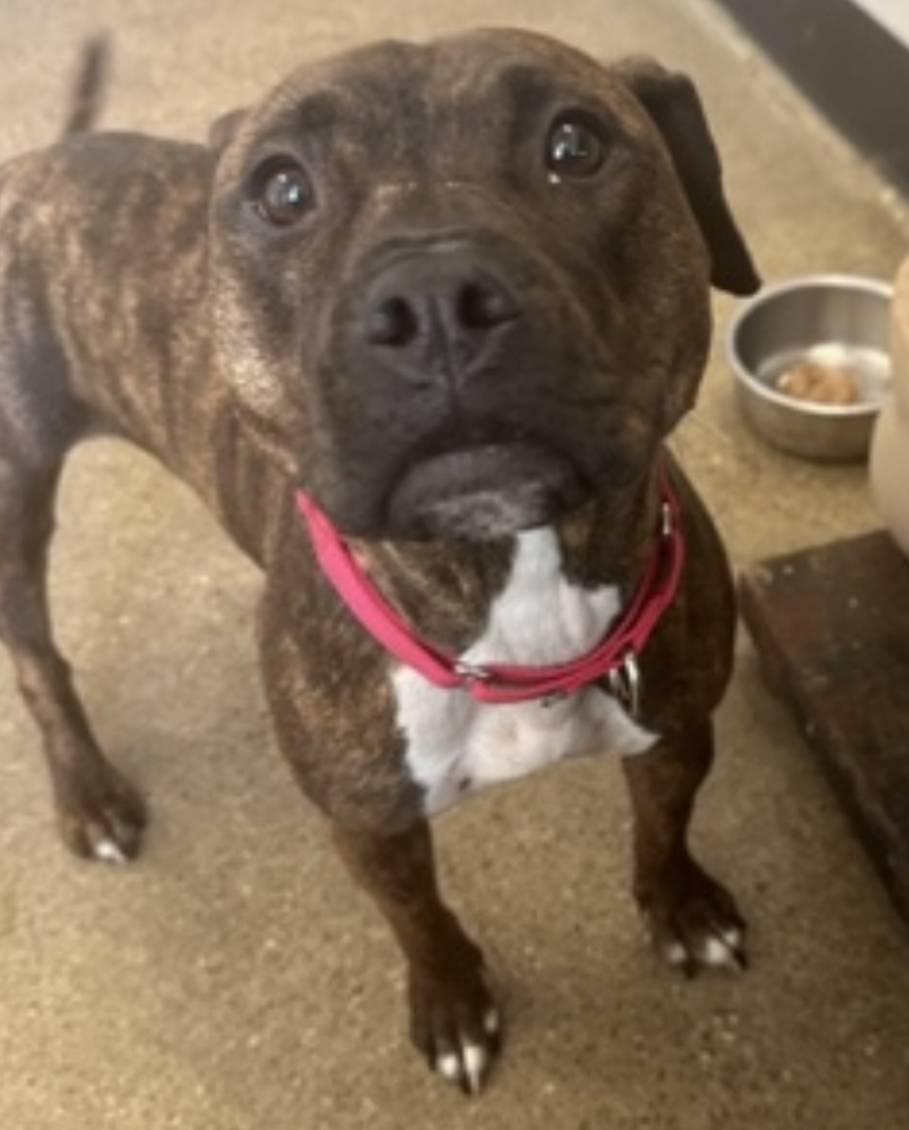 All the Pups Up for Adoption Through City Dogs Cleveland, Which Is Over ...