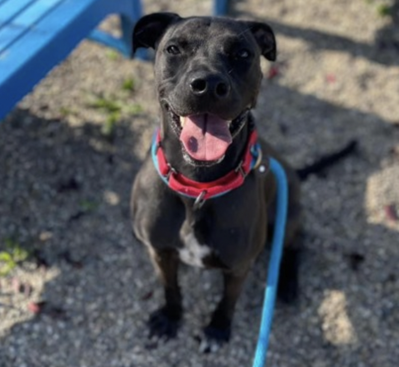 All the Pups Up for Adoption Through City Dogs Cleveland, Which Is Over ...