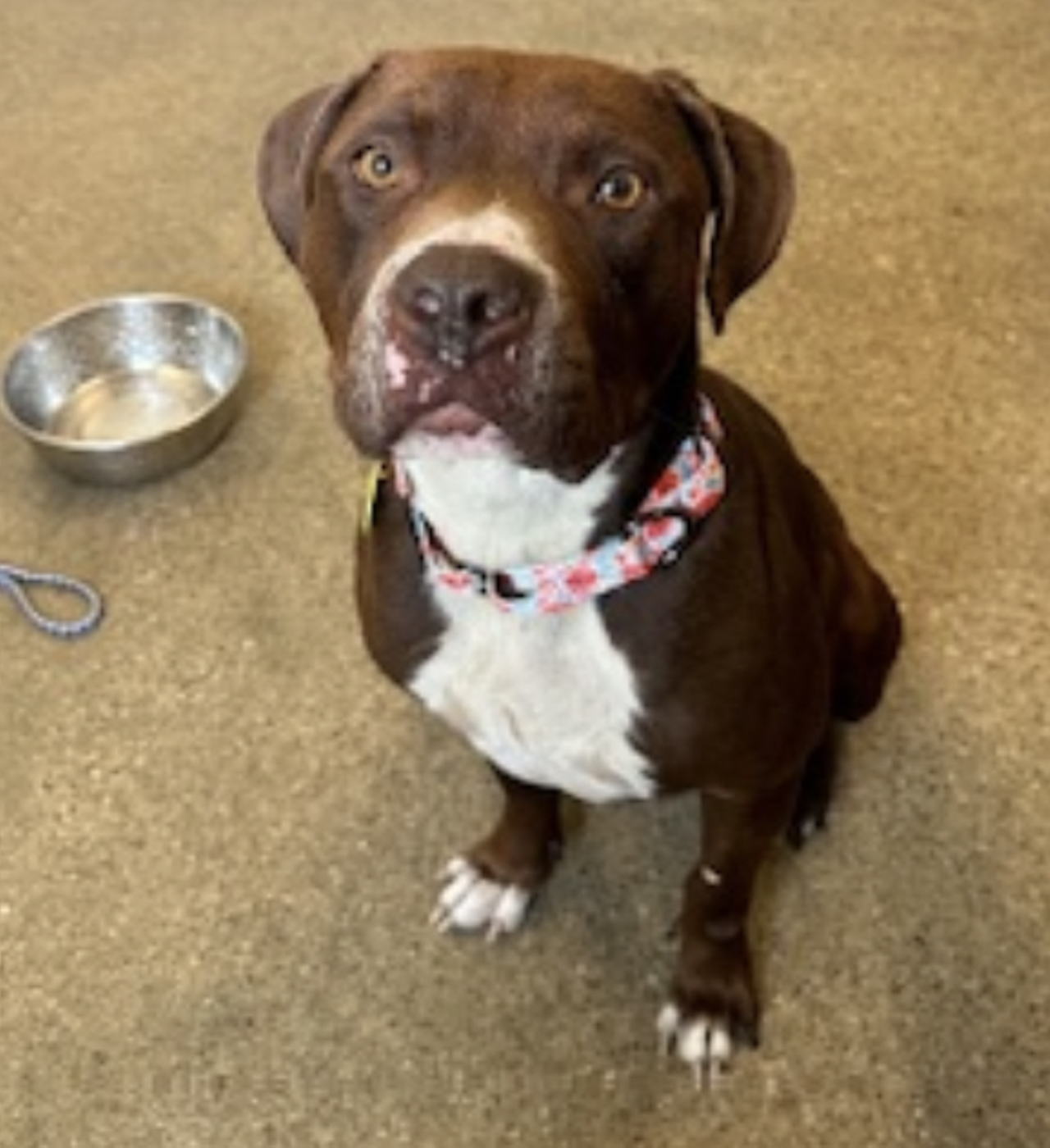 All the Pups Up for Adoption Through City Dogs Cleveland, Which Is Over ...