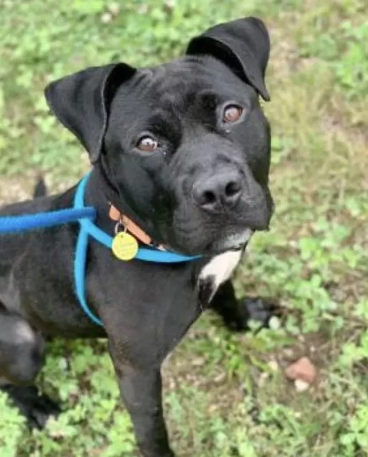 City Dog Cleveland's Shelters Are Full Again, Here Are All Of Their Adoptable Dogs | Cleveland ...