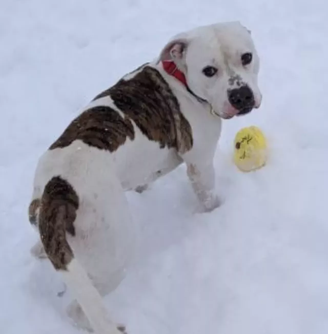 Cleveland's City Dogs Kennel Is Full. Here Are All the Good Pups ...