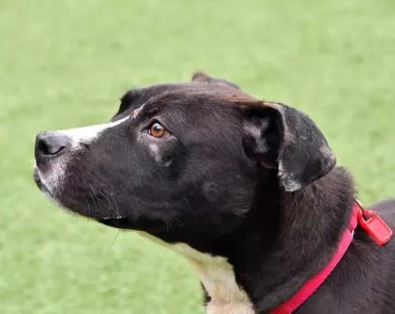 It's Pupping Season: 28 Adorable Dogs Waiting to Be Adopted in ...