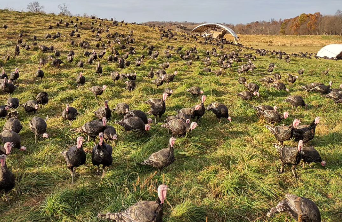 For Thanksgiving This Year, Go Local by Supporting One of These ...