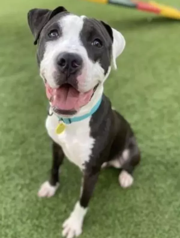 City Dog Cleveland's Shelters Are Full Again, Here Are All Of Their ...