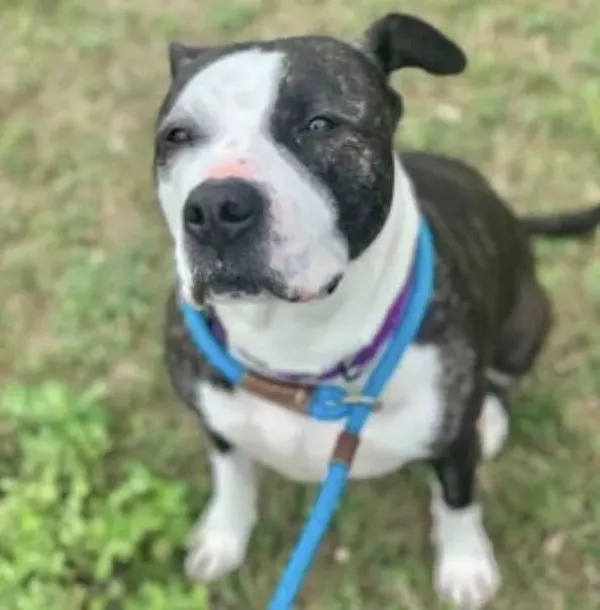 City Dog Cleveland's Shelters Are Full Again, Here Are All Of Their ...