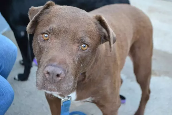 34 Adorable Ohio Dogs You'll Want to Adopt Today at Woofstock ...