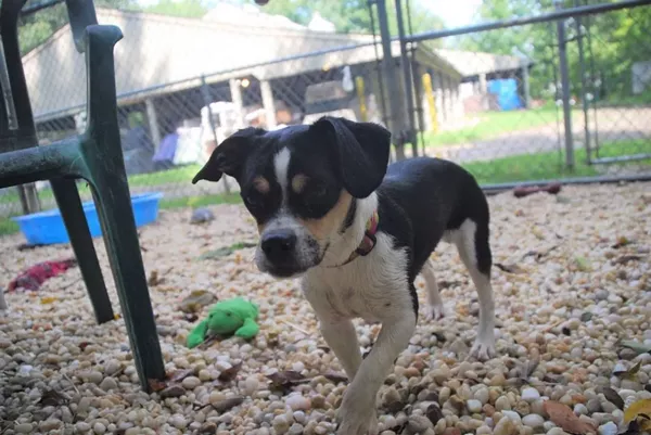 34 Adorable Ohio Dogs You'll Want to Adopt Today at Woofstock ...