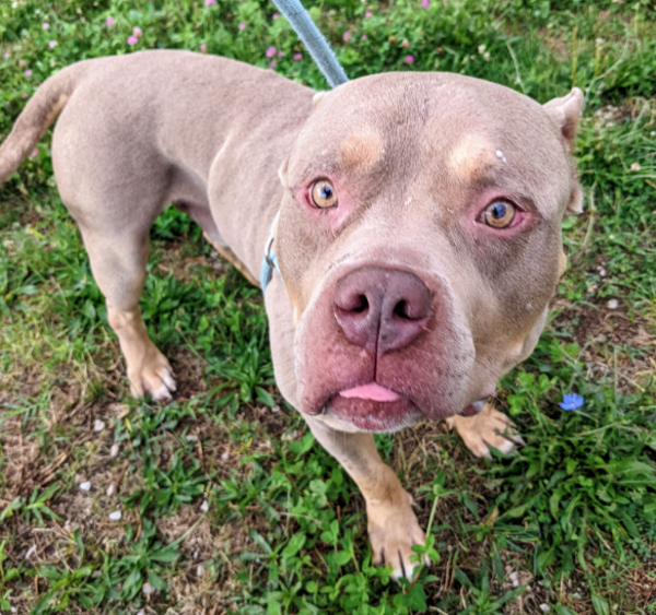 City Dogs Cleveland's Kennels Are Currently Over Capacity, Here Are ...