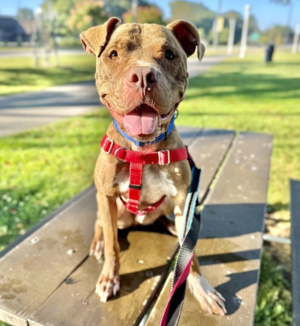 All the Pups Up for Adoption Through City Dogs Cleveland, Which Is Over ...