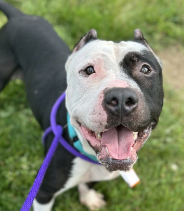 All the Pups Up for Adoption Through City Dogs Cleveland, Which Is Over ...