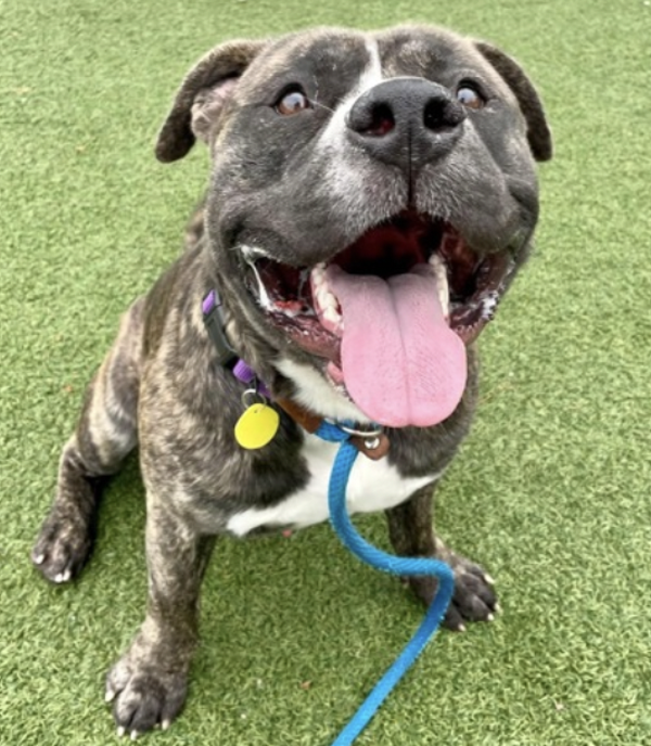 All the Pups Up for Adoption Through City Dogs Cleveland, Which Is Over ...