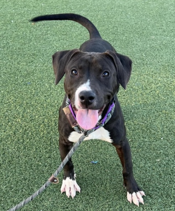 All the Pups Up for Adoption Through City Dogs Cleveland, Which Is Over ...