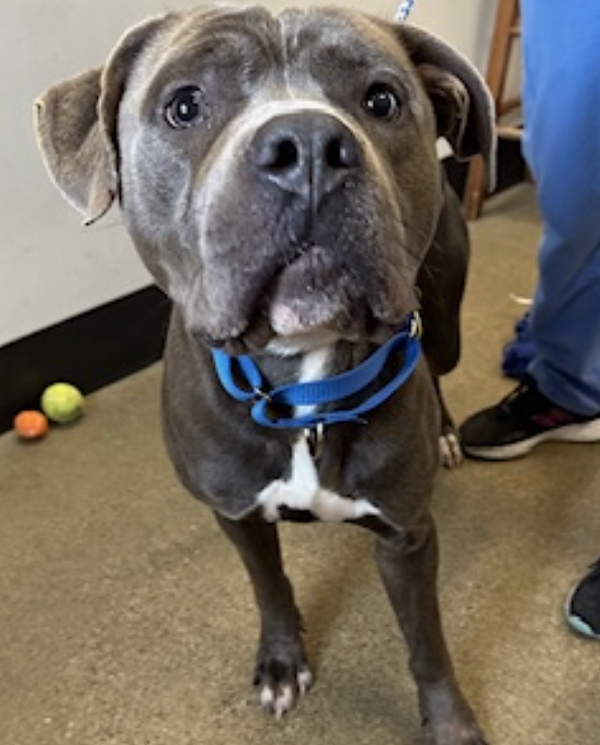 All the Pups Up for Adoption Through City Dogs Cleveland, Which Is Over ...