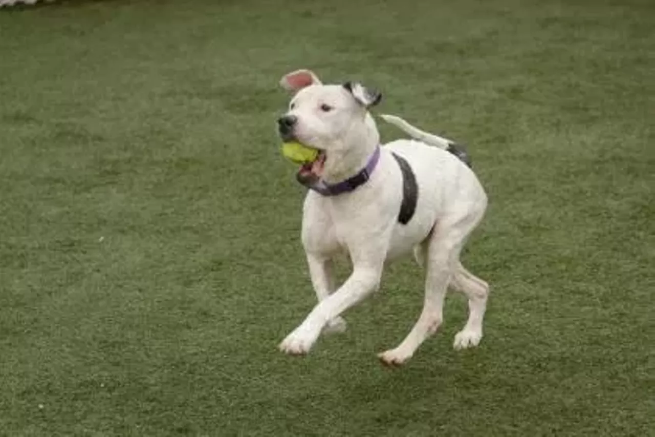 64 Adoptable Dogs Waiting At The County Shelter And Cleveland APL For ...