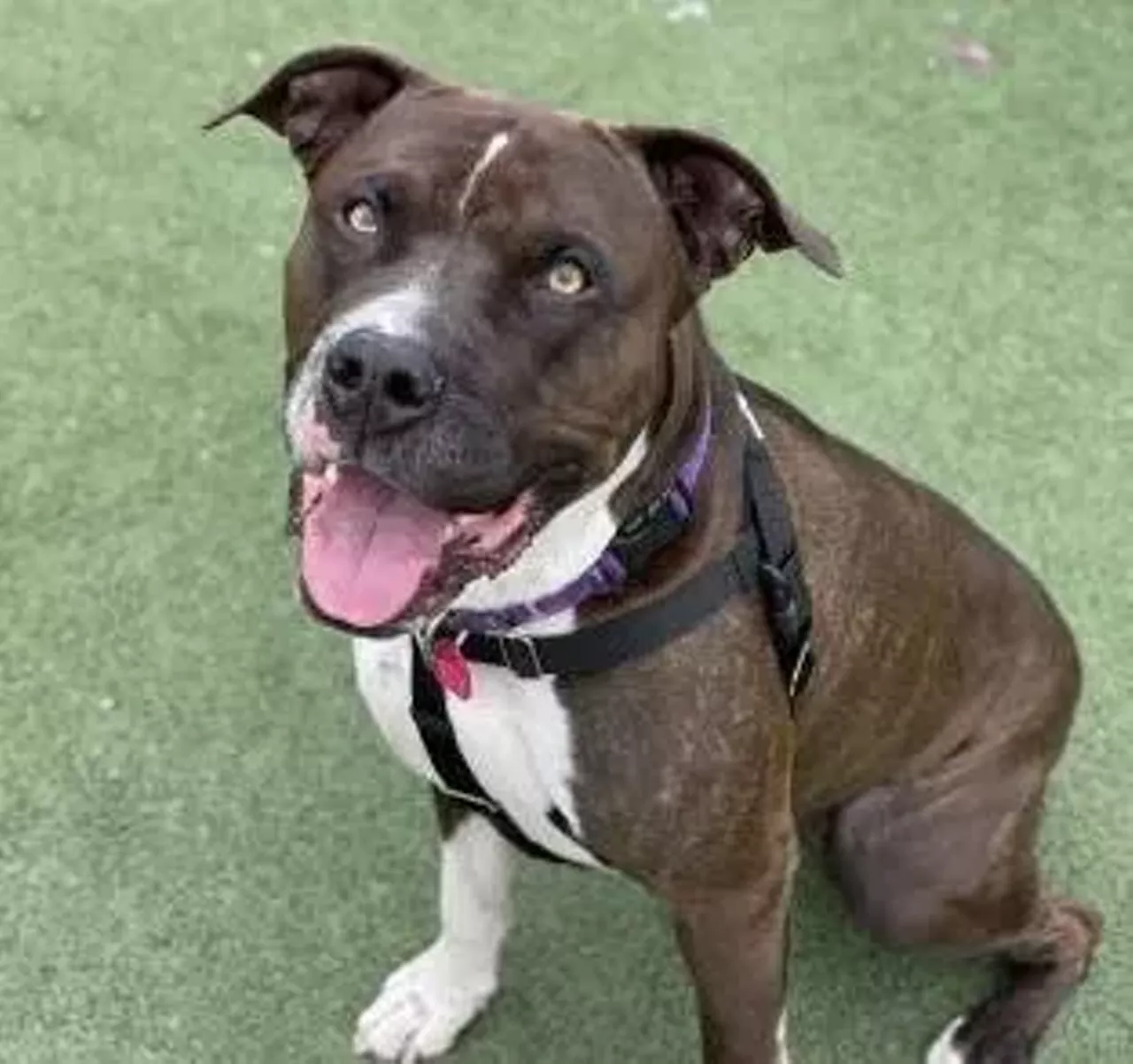 34 Adoptable Dogs Waiting at the Cleveland APL and County Shelter for ...